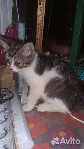 Котята в добрые руки бесплатно