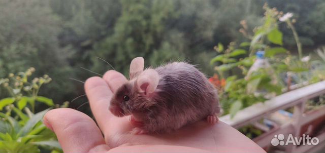 Мышь декоративная