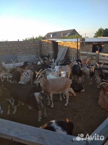 Козы,барашки