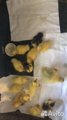 Продаю индоутят