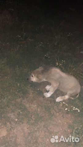 Кавказский Волкодав