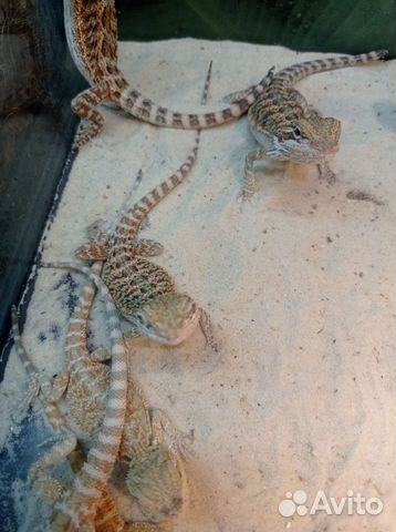 Бородатая агама, (Pogona vitticeps)