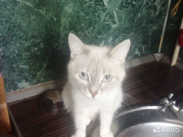 Кошка в дар