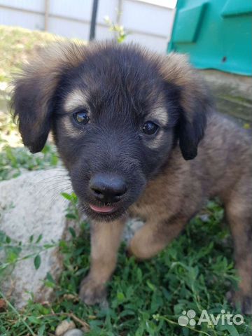 Щеночки ищут дом, в дар