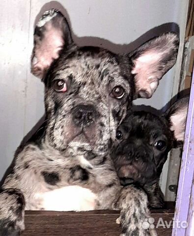 Мерлята мраморята)