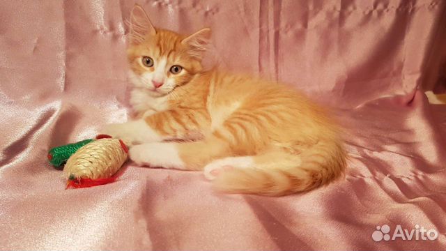 Котенок рыжий мальчик 2,5мес домашний
