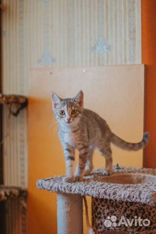 Дымчатая девочка 3 мес. из приюта