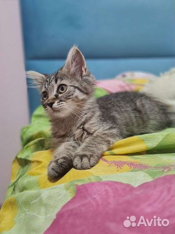 Котенок девочка помесь британской и невской