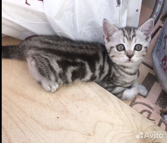 Британские котята