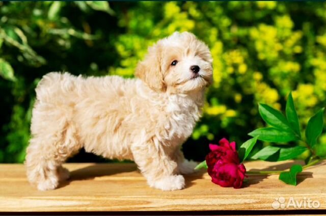 Малыши мальтипу