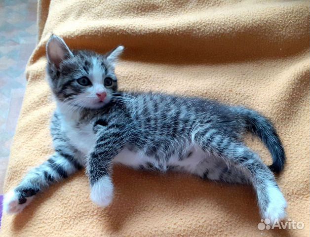Котенок девочка 1 месяц