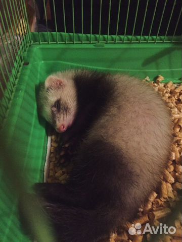 Хорек