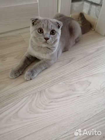 Шотландский вислоухий котик