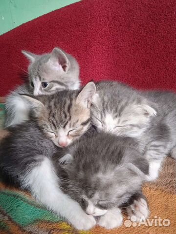 Котята