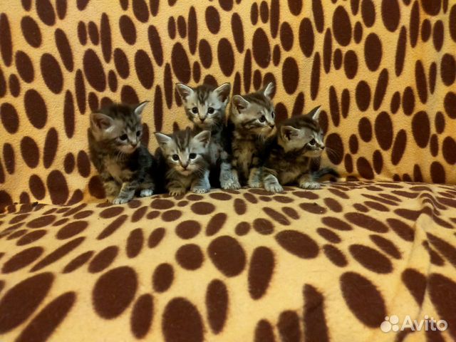Британские котята