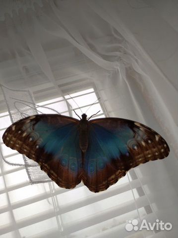 Куколки тропических бабочек