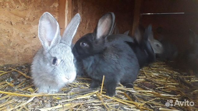 Кролики великаны