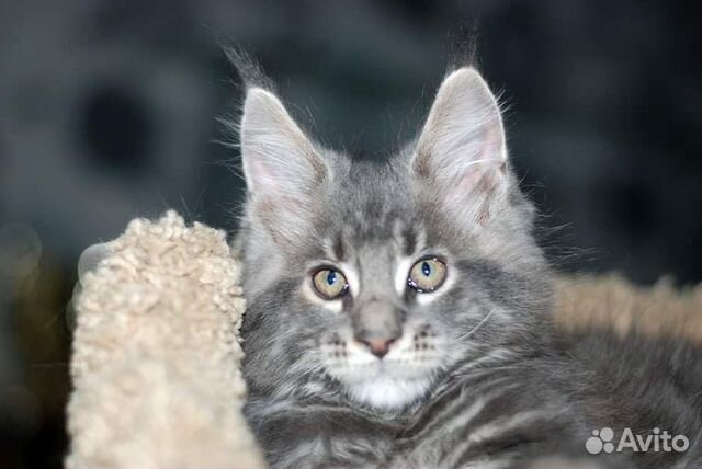 Котик меин кун голубого окраса. родился 31 марта 2