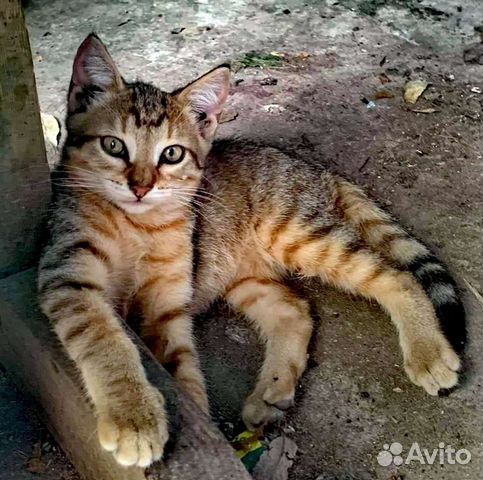 Котик