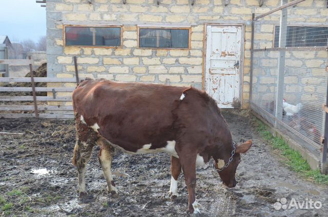 Продаётся корова