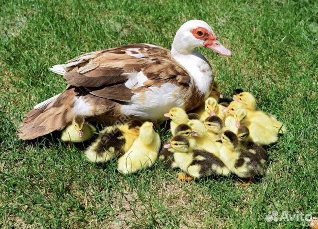 Утки с утятами