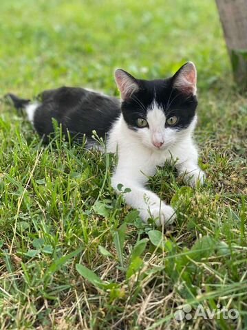 Котят хотят вывезти