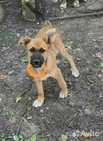 Собака лучший охранник