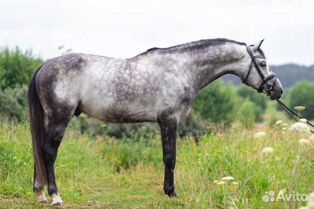 Молодой жеребец Голландской теплокровной породы