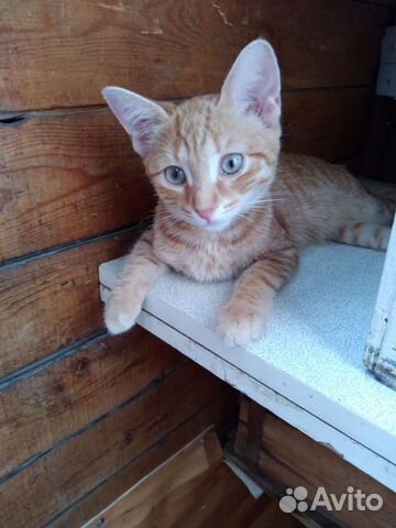 Рыжей Лисичке нужен дом