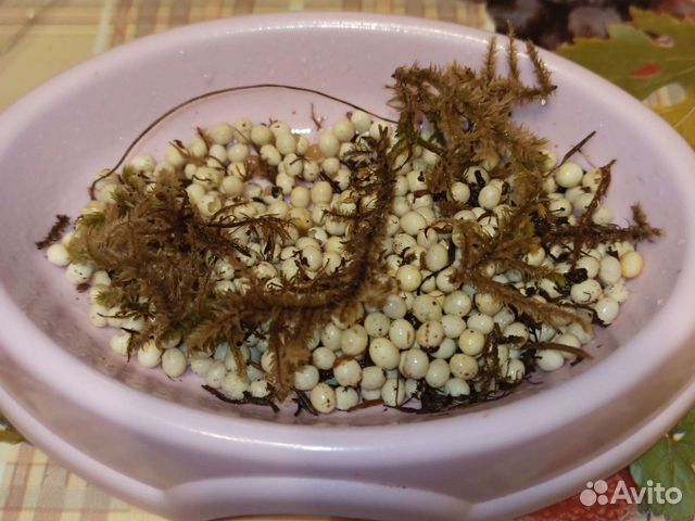 Кладка яиц ахатины