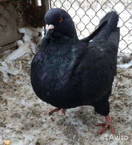 Продажа голубей