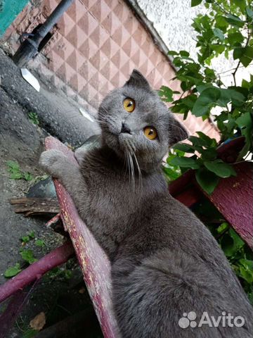 Кот британец вислоухий