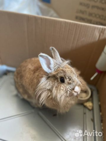 Декоративный кролик бесплатно