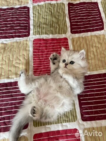 Шотландские котята мальчики, девочки