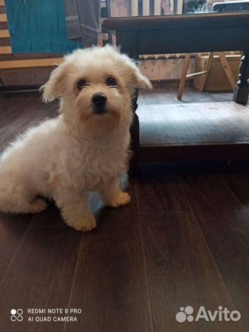 Болоньез болонки мальчики и девочки