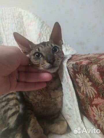 Кошка котенок, алиментная 4 мес