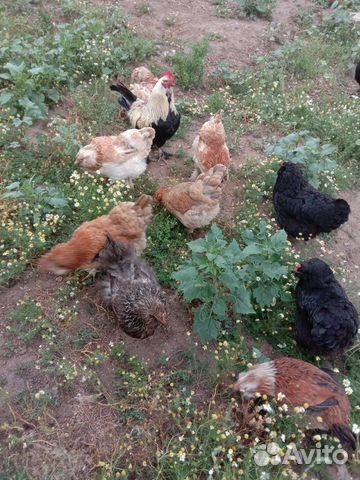 Куры фавероль