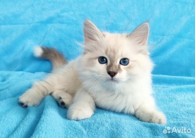 Невские Маскарадные котята