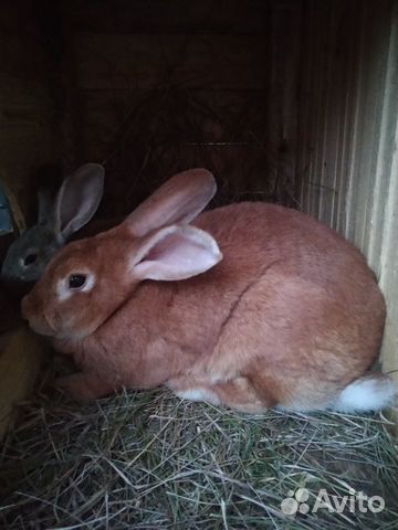 Кролики мясных пород