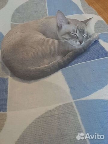 Убежал кот, вознаграждение