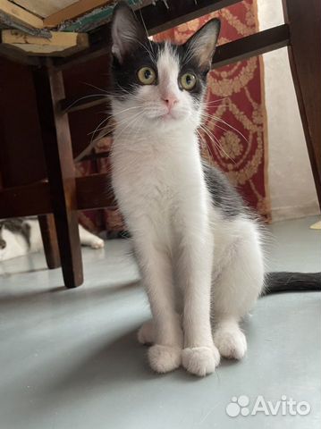 Котенок по имени Гав девочка 3 мес