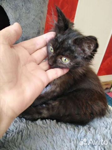 Необычный котенок ищет дом