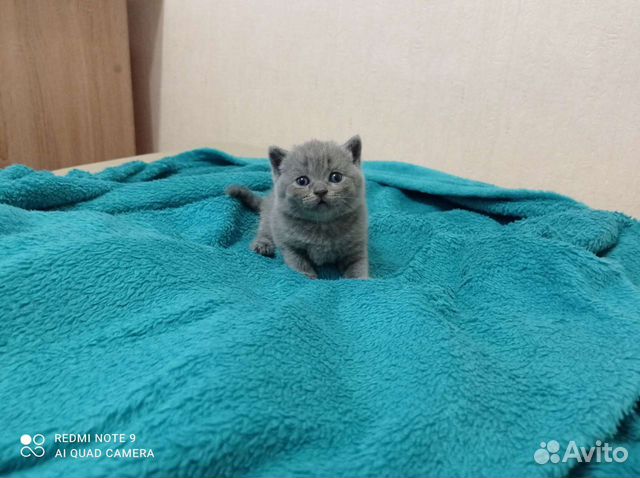 Британский котенок девочка