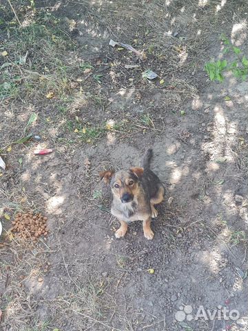 Собака маленькая