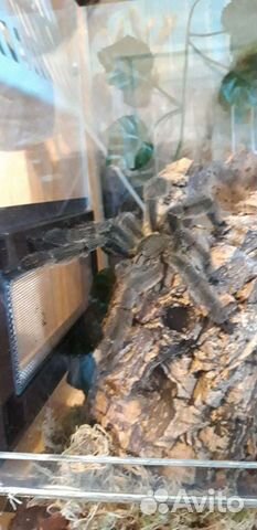 Psalmopoeus irminia, адульт