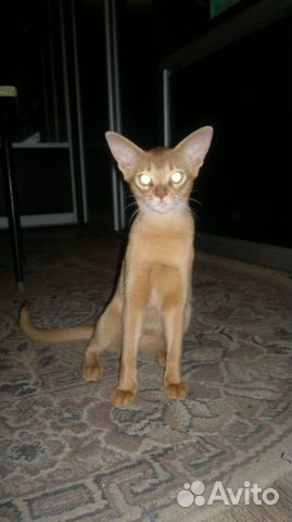 Продам Абиссинцев