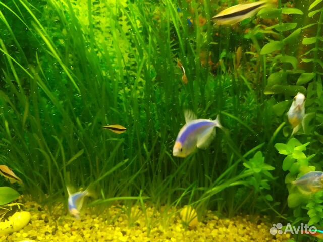 Аквариумные рыбы