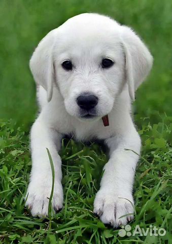Лабрадор щенок девочка