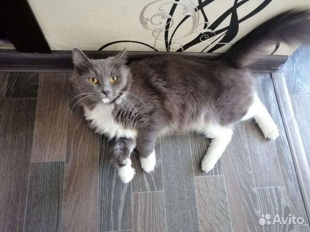 Кошечка в добрые руки