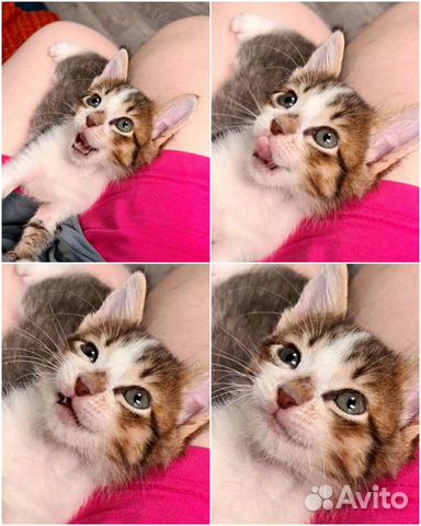 Двухмесячный котяшкин в добрые руки